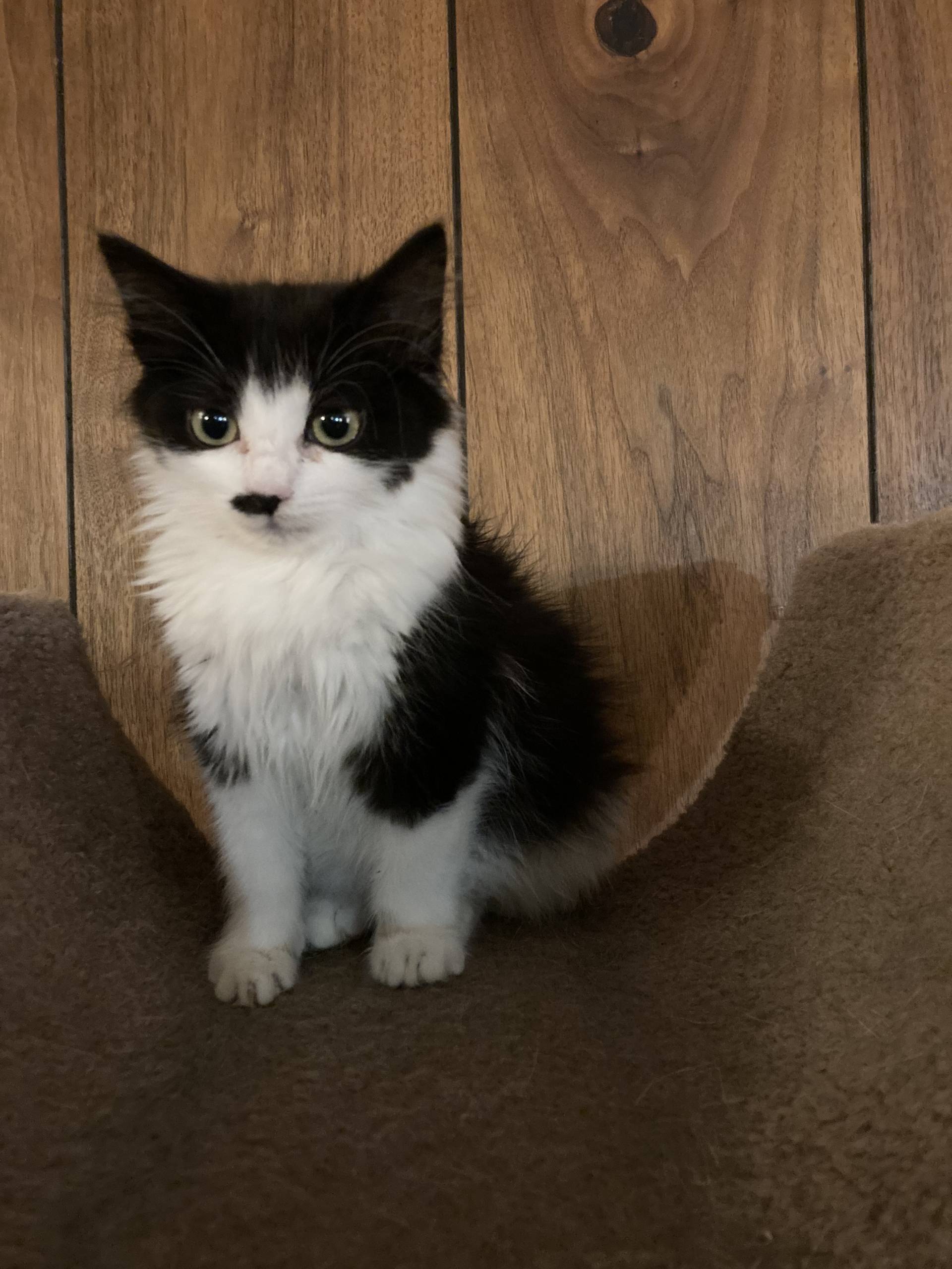 Cat and Kitten Rescue