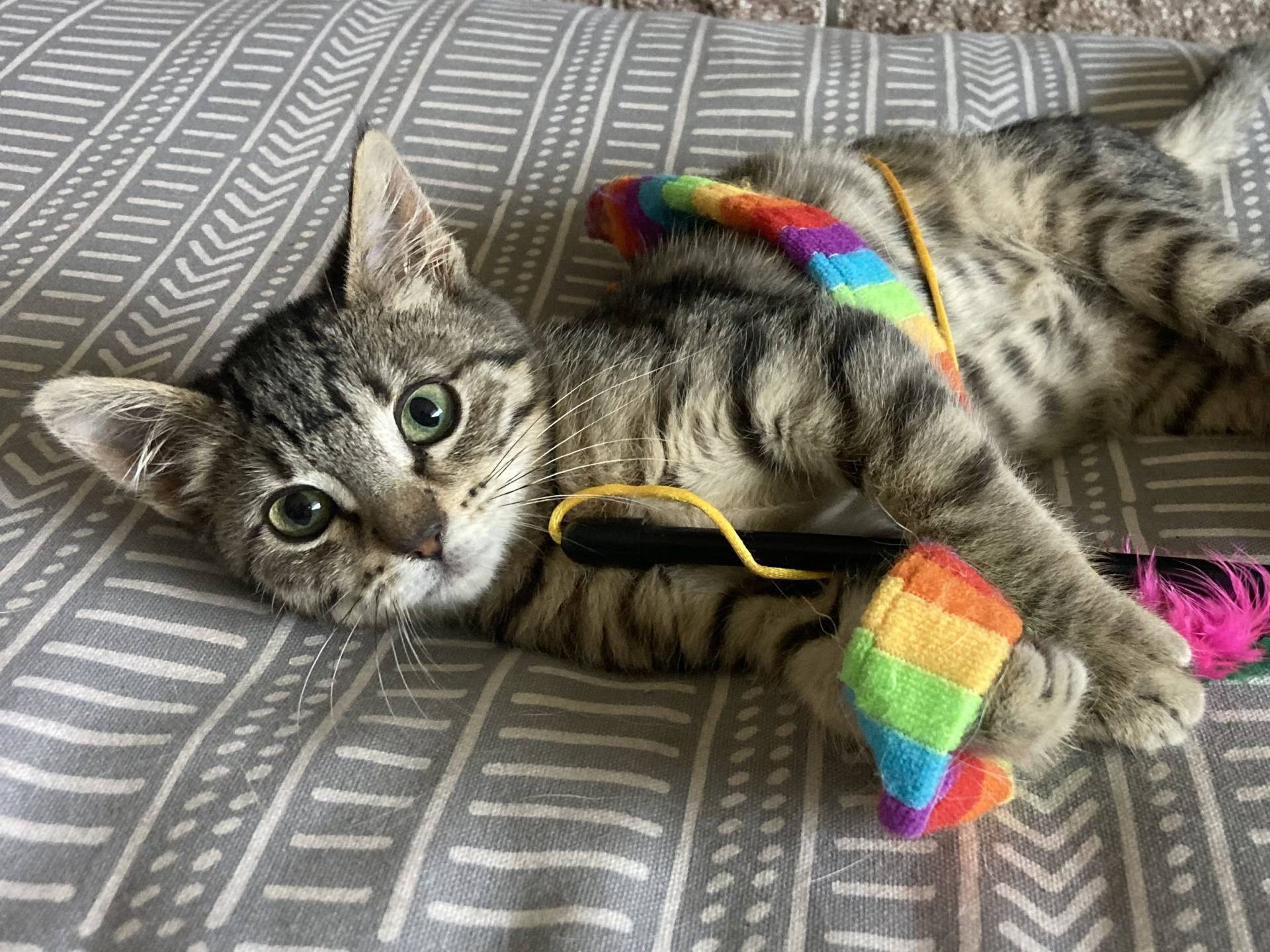 Cat and Kitten Rescue